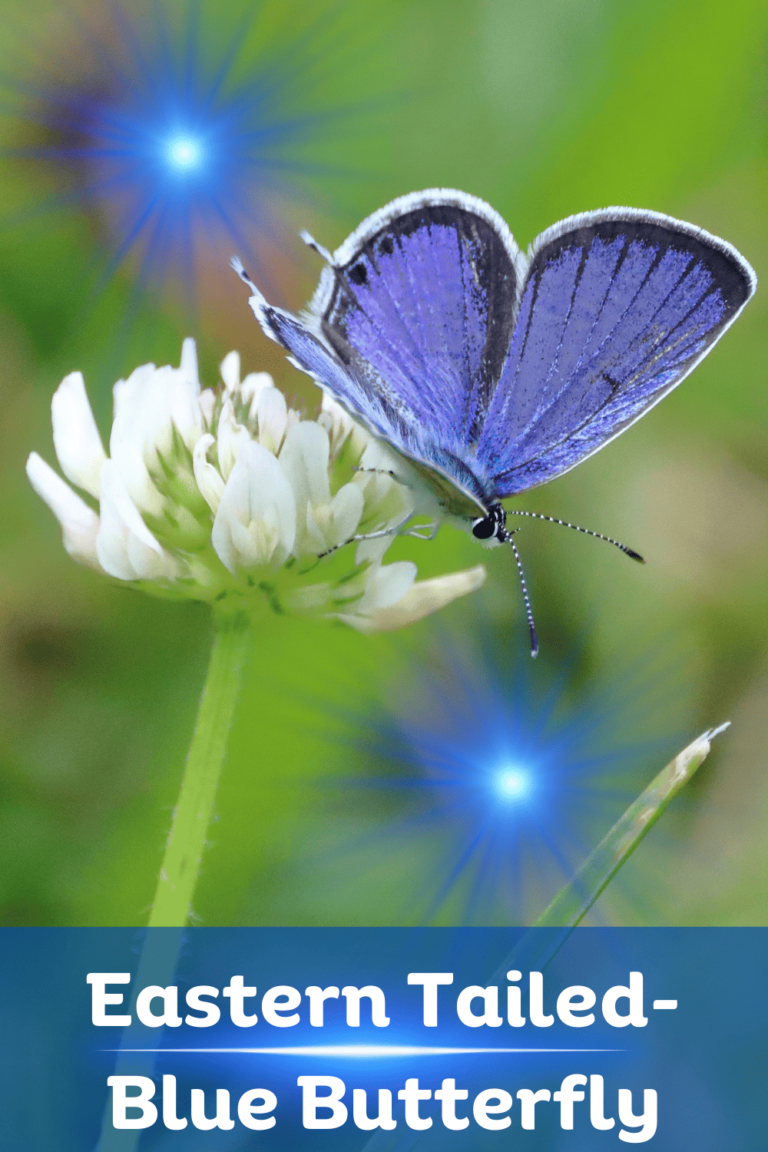Blue Butterfly [Spiritual Meaning & Symbolism]